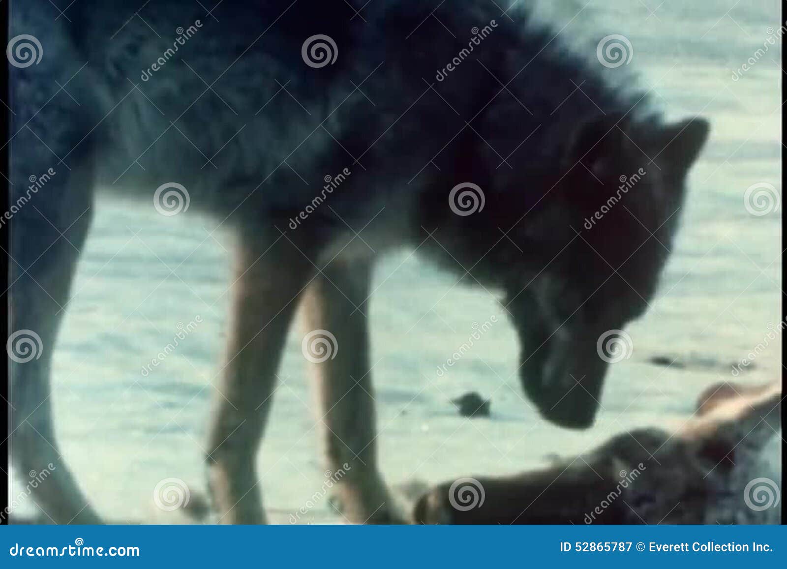 Wolf Eating Caribou Carcass Stock Video - Video of time, dead: 52865787