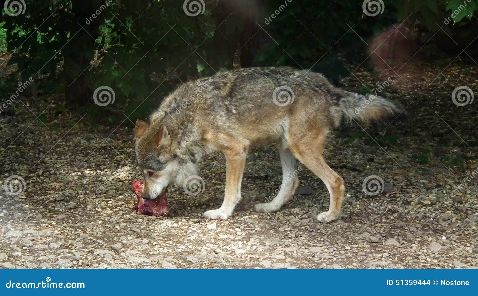 Wolf stock photo. Image of baby, small, meat, mammals - 51359444