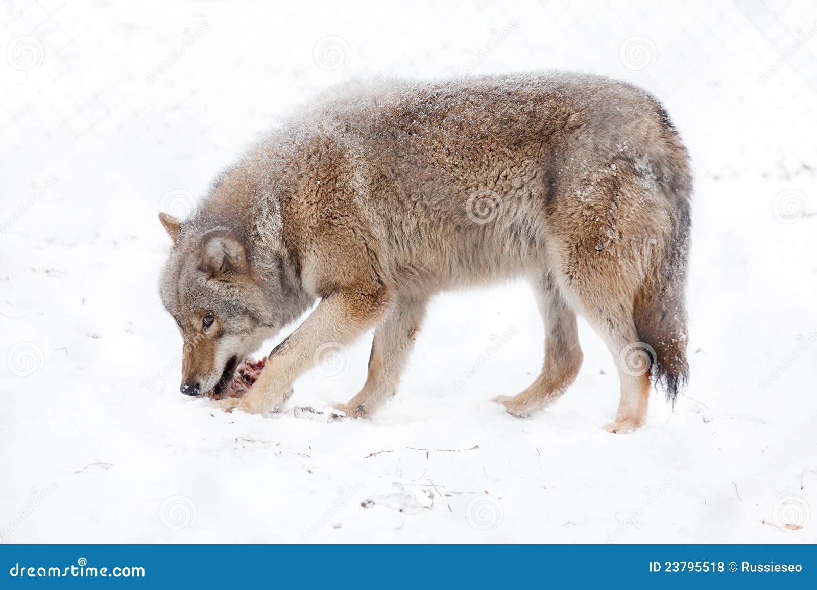 Wolf eating meat stock photo. Image of prey, wildlife - 23795518