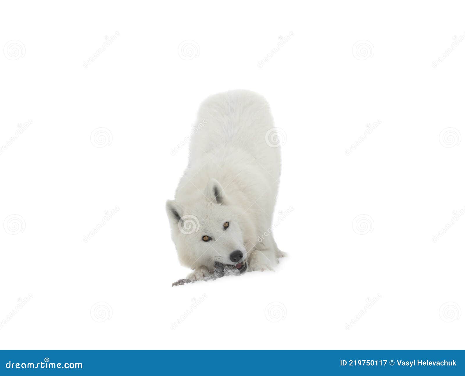 Wolf Eating Prey on the Snow Isolated on White Stock Image - Image of ...