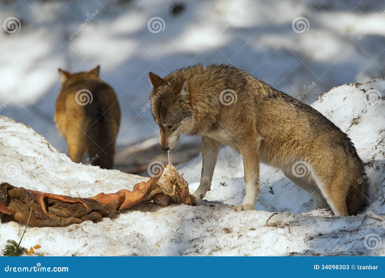 Wolf eating in the snow stock image. Image of cold, animal - 34098303