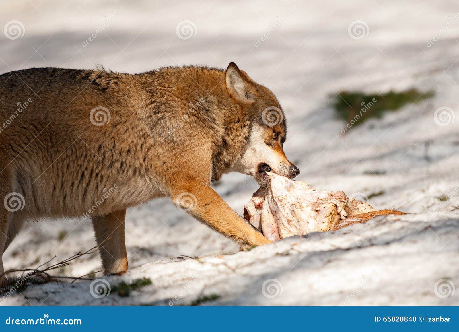 Wolf eating in the snow stock photo. Image of isolated - 65820848