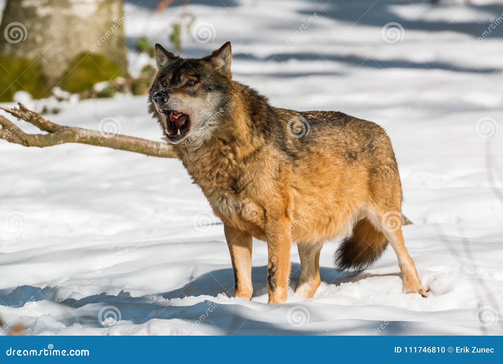 Wolf Eating in the Winter Forest Stock Photo - Image of grey, nature ...