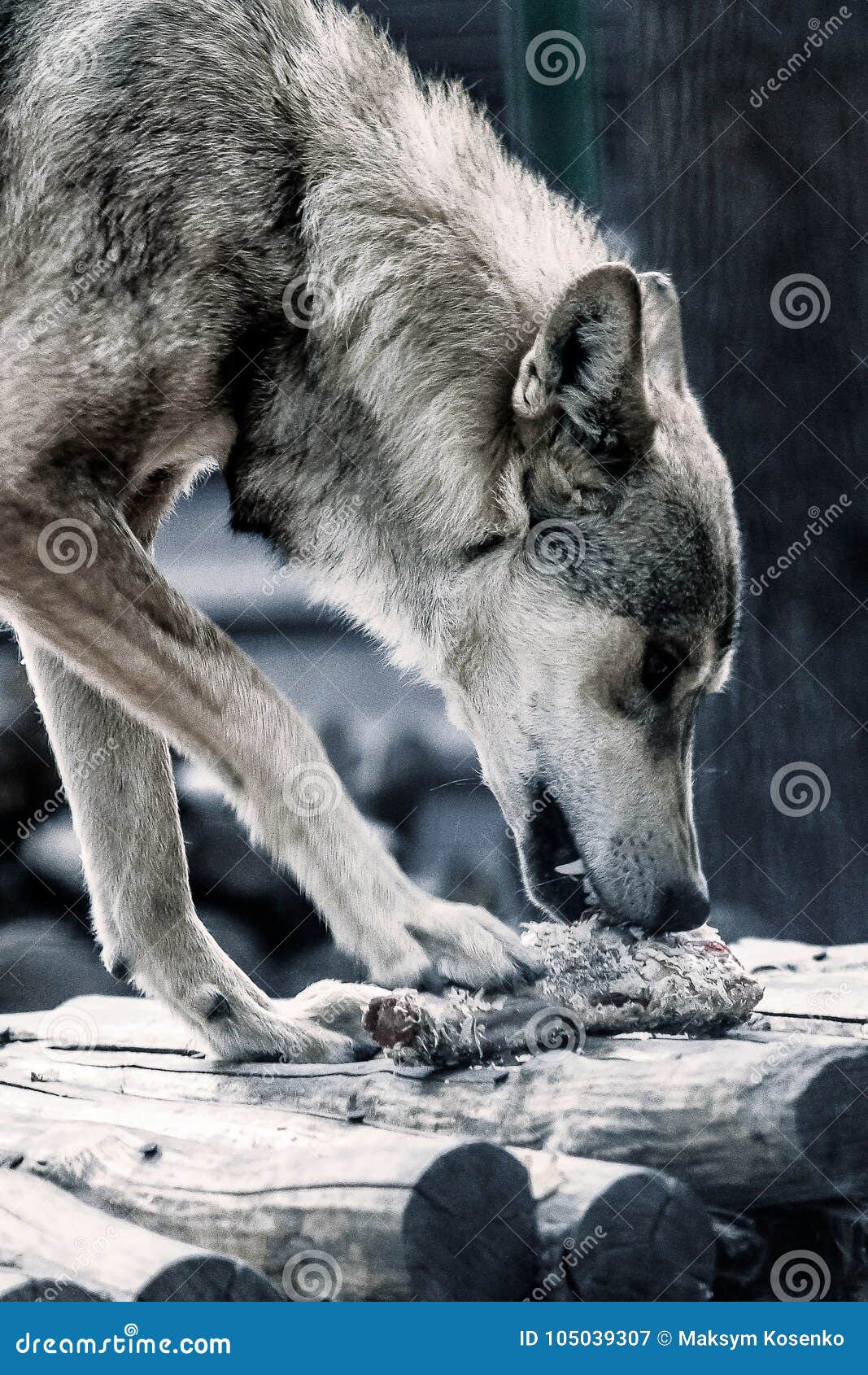 Wolf Eats Meat Royalty-Free Stock Image | CartoonDealer.com #54688150