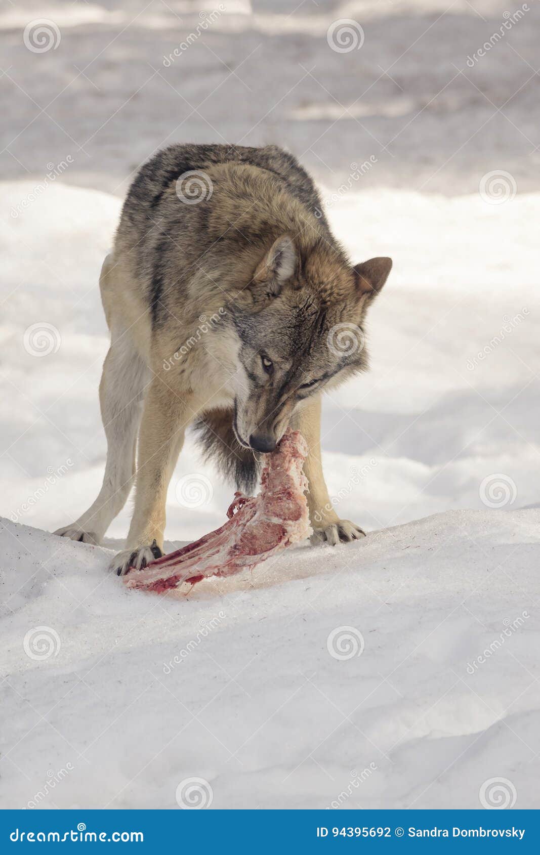 Wolf eats meat stock photo. Image of nature, predator - 94395692