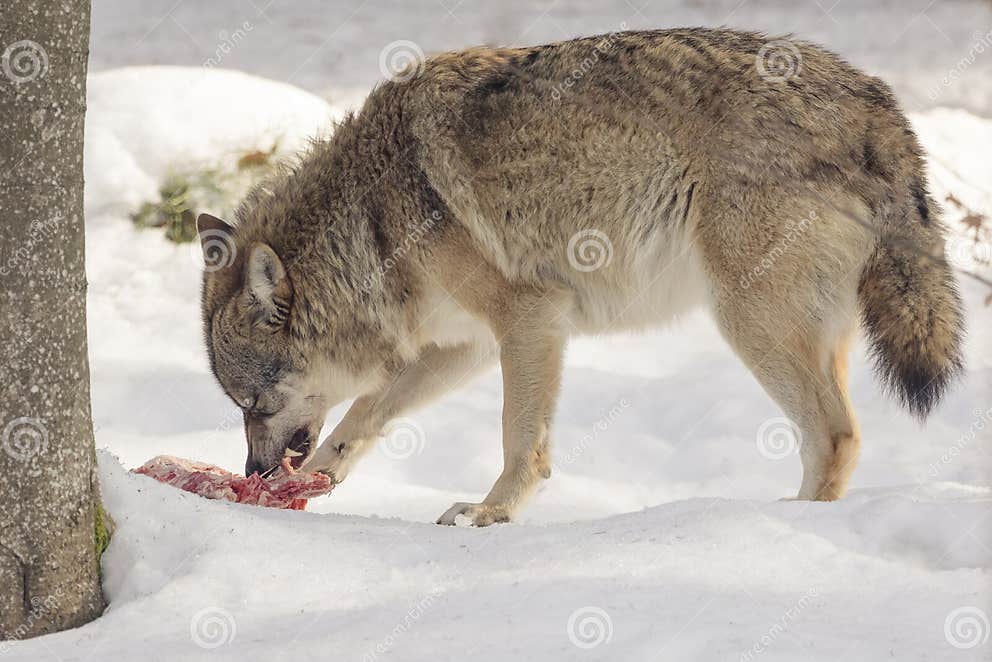 Wolf eats meat stock photo. Image of nature, natural - 94395764