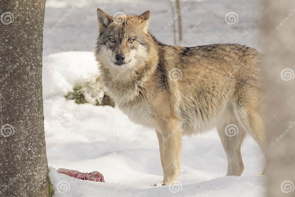 Wolf eats meat stock image. Image of predator, gray, portrait - 94395933