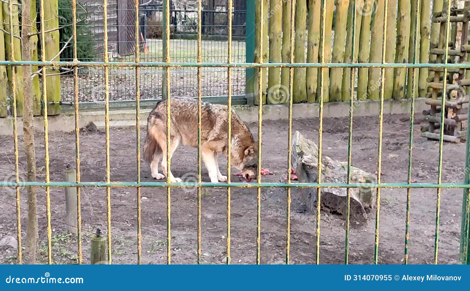 Wolf Eats Raw Meat from the Ground Stock Image - Image of environment ...