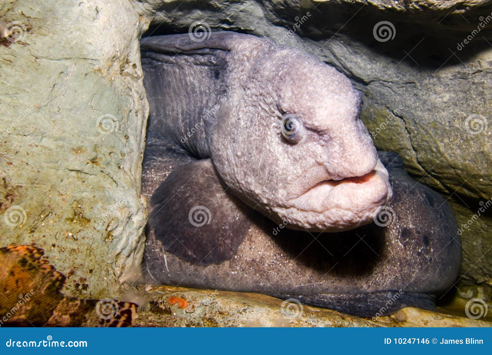 Wolf Eel stock photo. Image of moray, adventure, outdoor - 10247146
