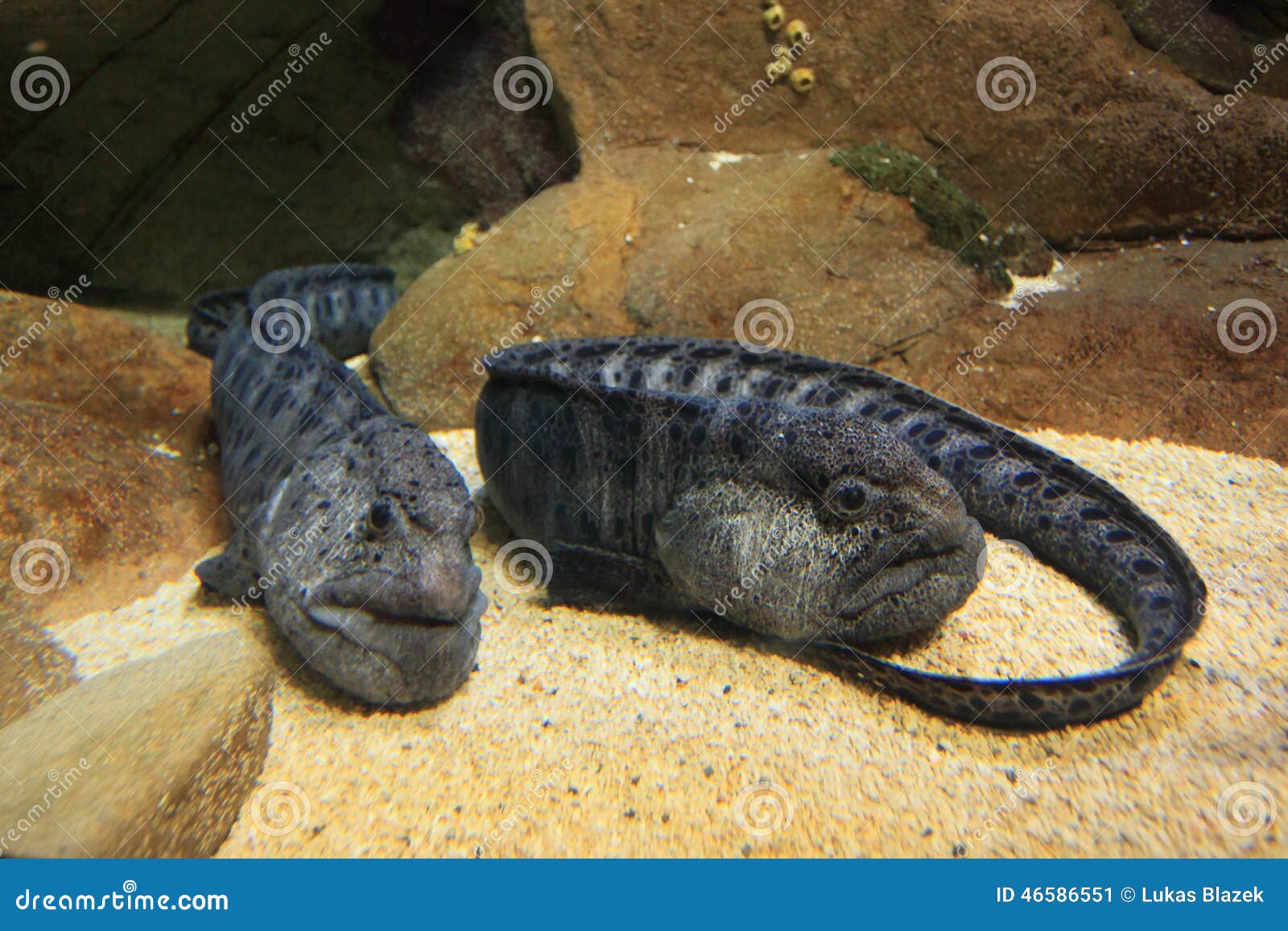 Wolf eel stock image. Image of nature, fish, bony, marine - 46586551