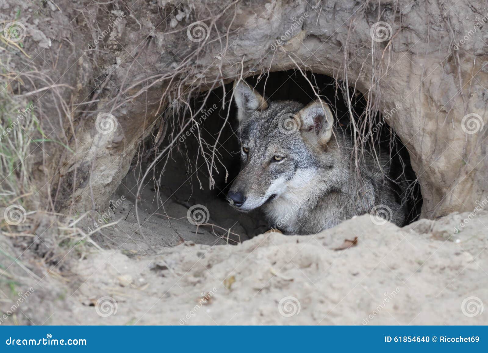 Wolf in een hol stock foto. Image of wildernis, carnivoor - 61854640