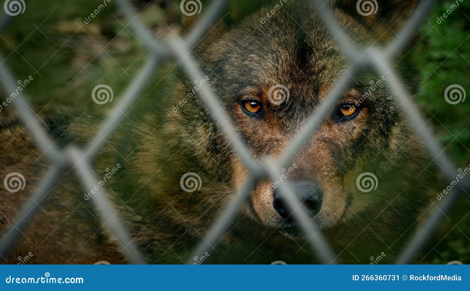 Wolf Looks Up Behind Fence Focus Shift Stock Video - Video of animal ...