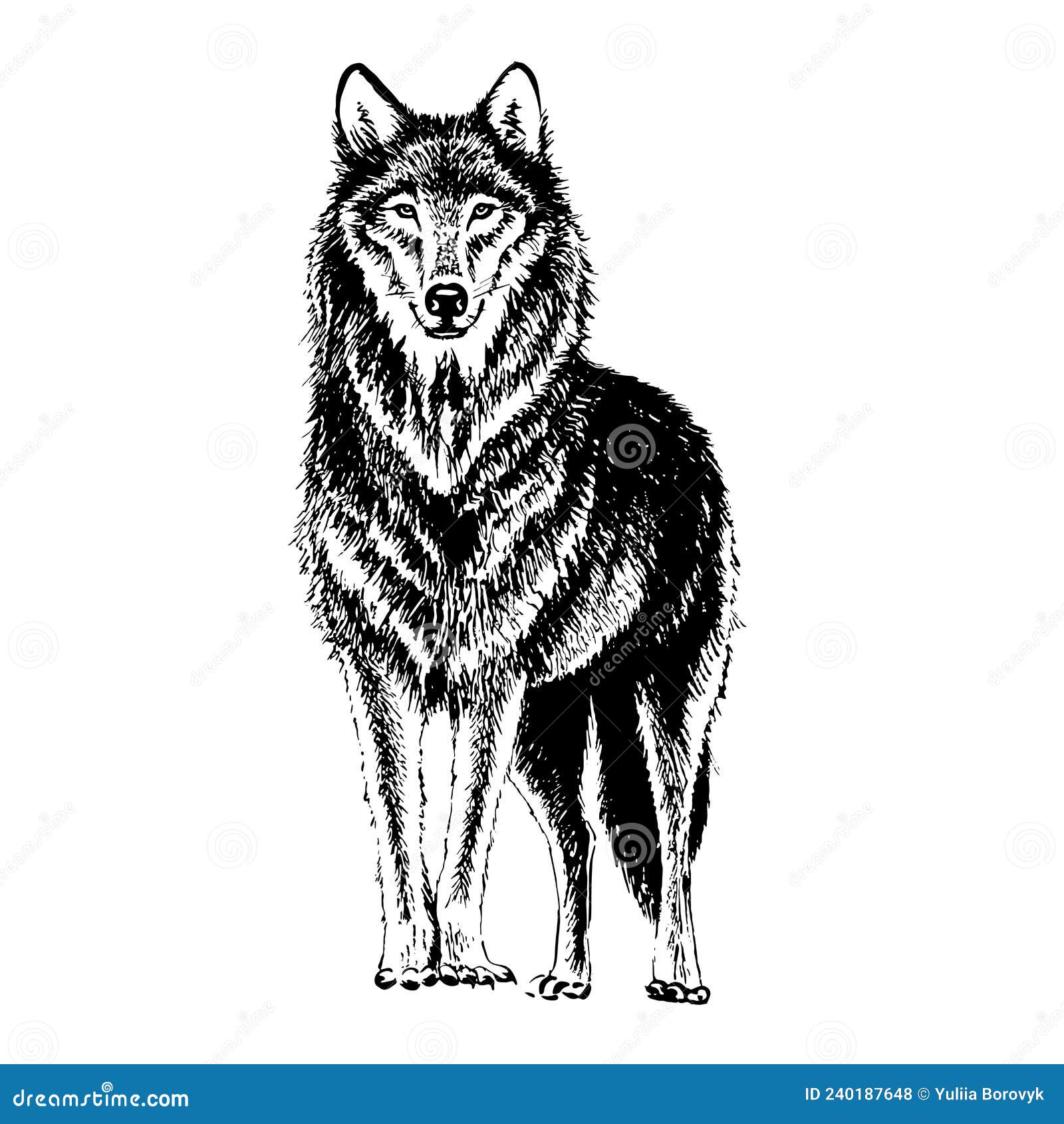 Wolf Engraving Illustration. Hand-drawn Isolated on a White Background ...