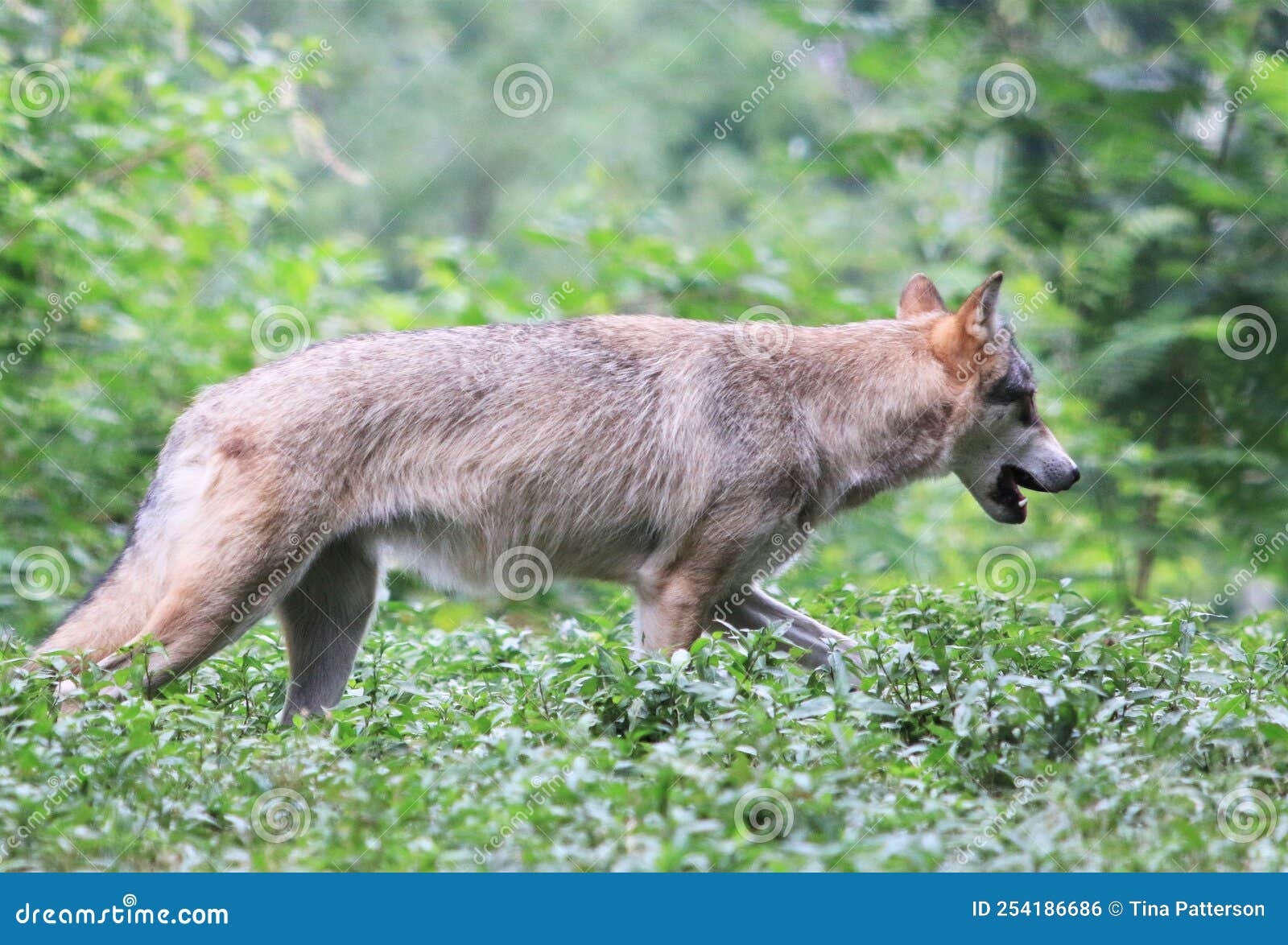 Wolf stock photo. Image of wolf, enjoying, wolves, wildlife - 254186686