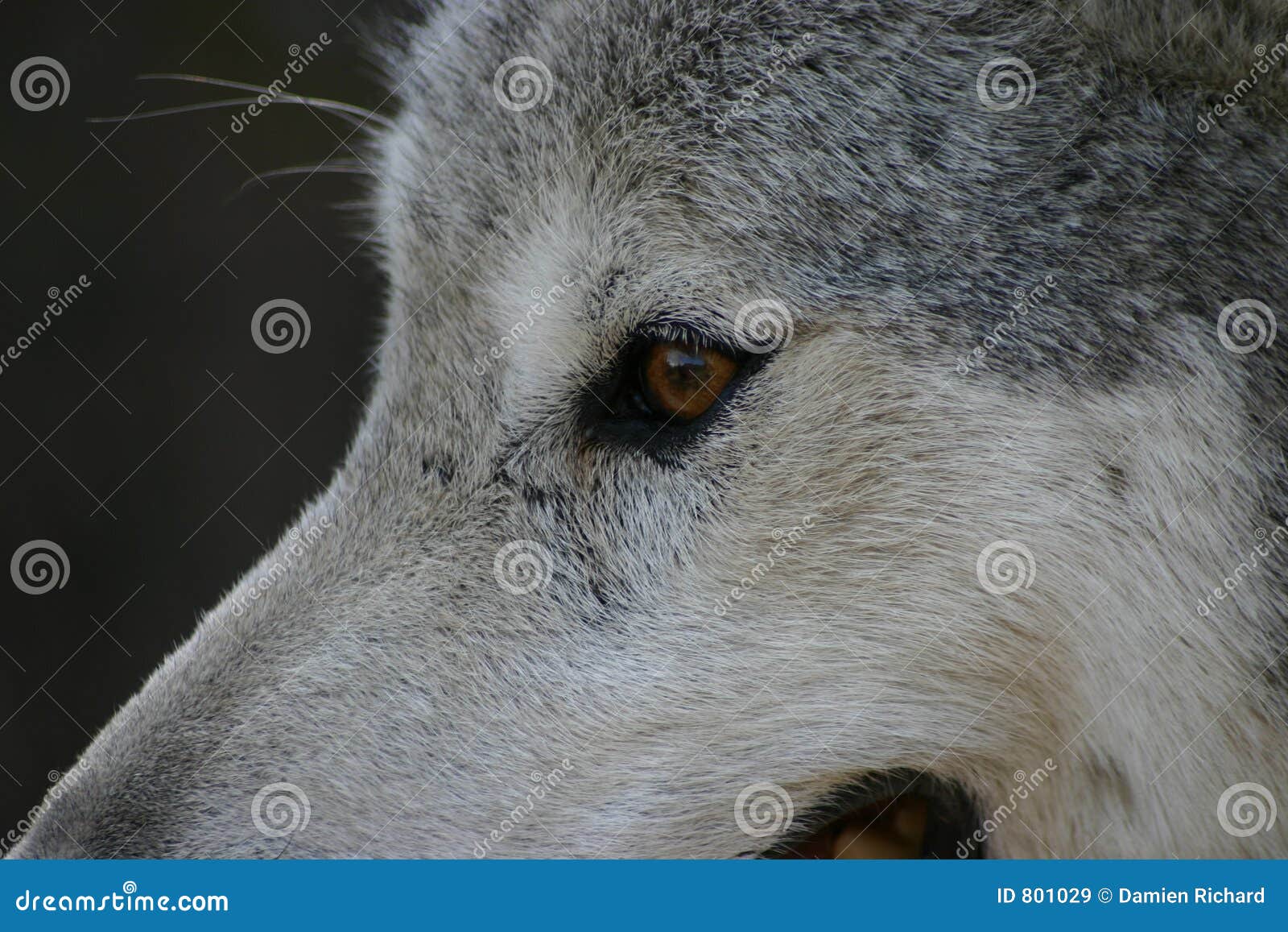 Wolf Eye stock image. Image of animals, hunter, predator - 801029
