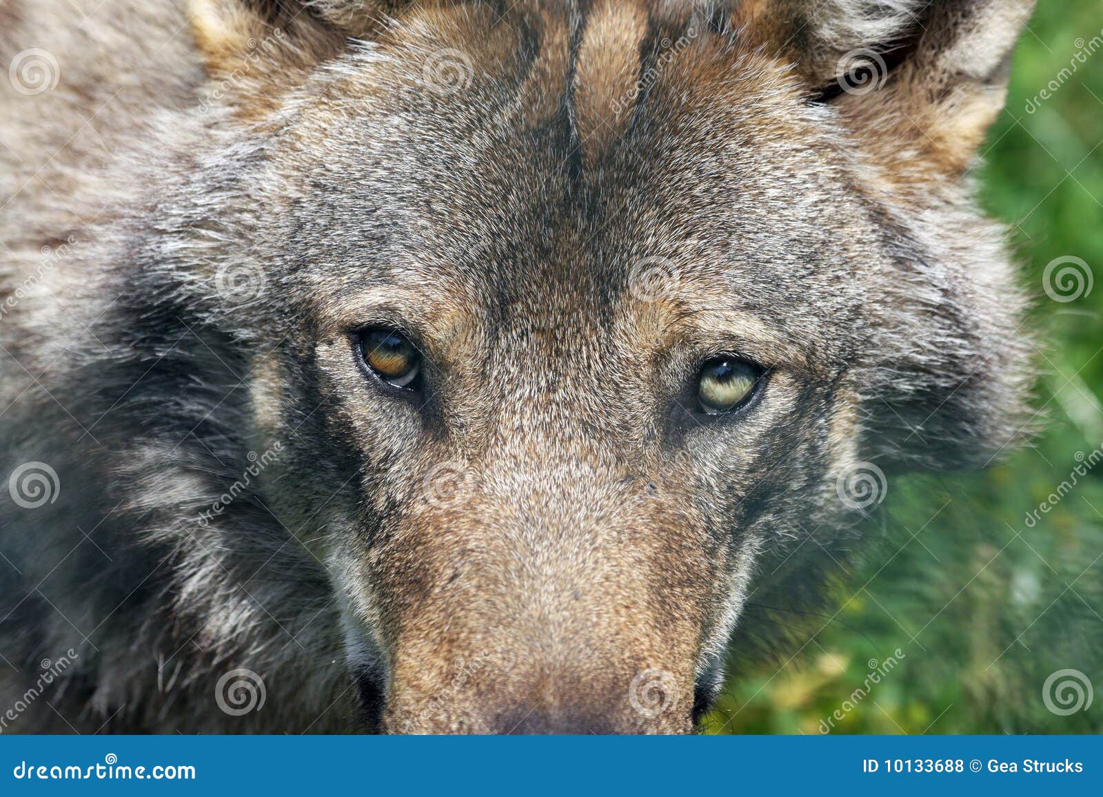 Wolf eyes stock photo. Image of nature, european, wolves - 10133688