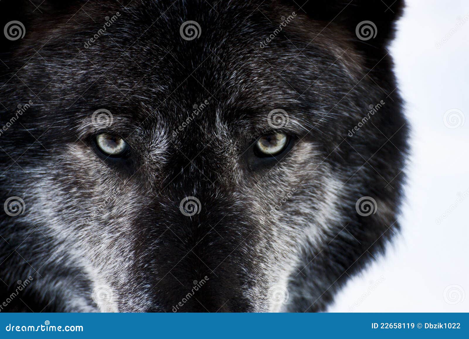 Wolf Eyes stock image. Image of eyes, wildlife, stare - 22658119