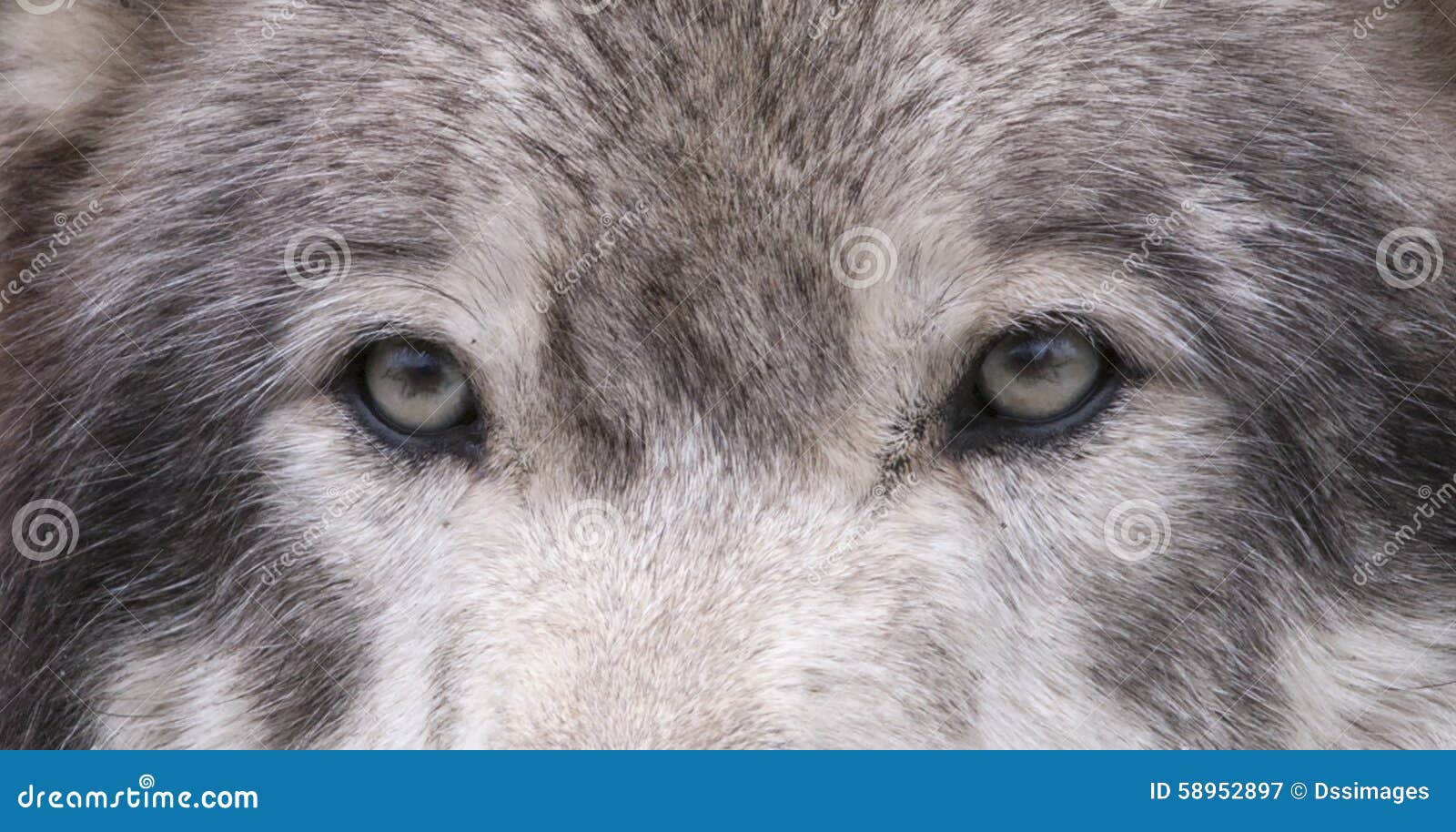 Wolf Eyes stock image. Image of animal, carnivore, wolf - 58952897