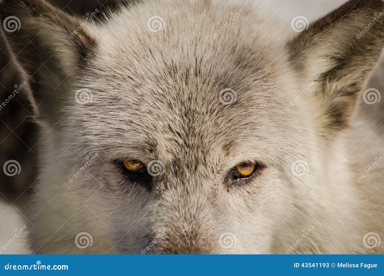 Wolf Eyes stock image. Image of face, timberwolf, wild - 43541193