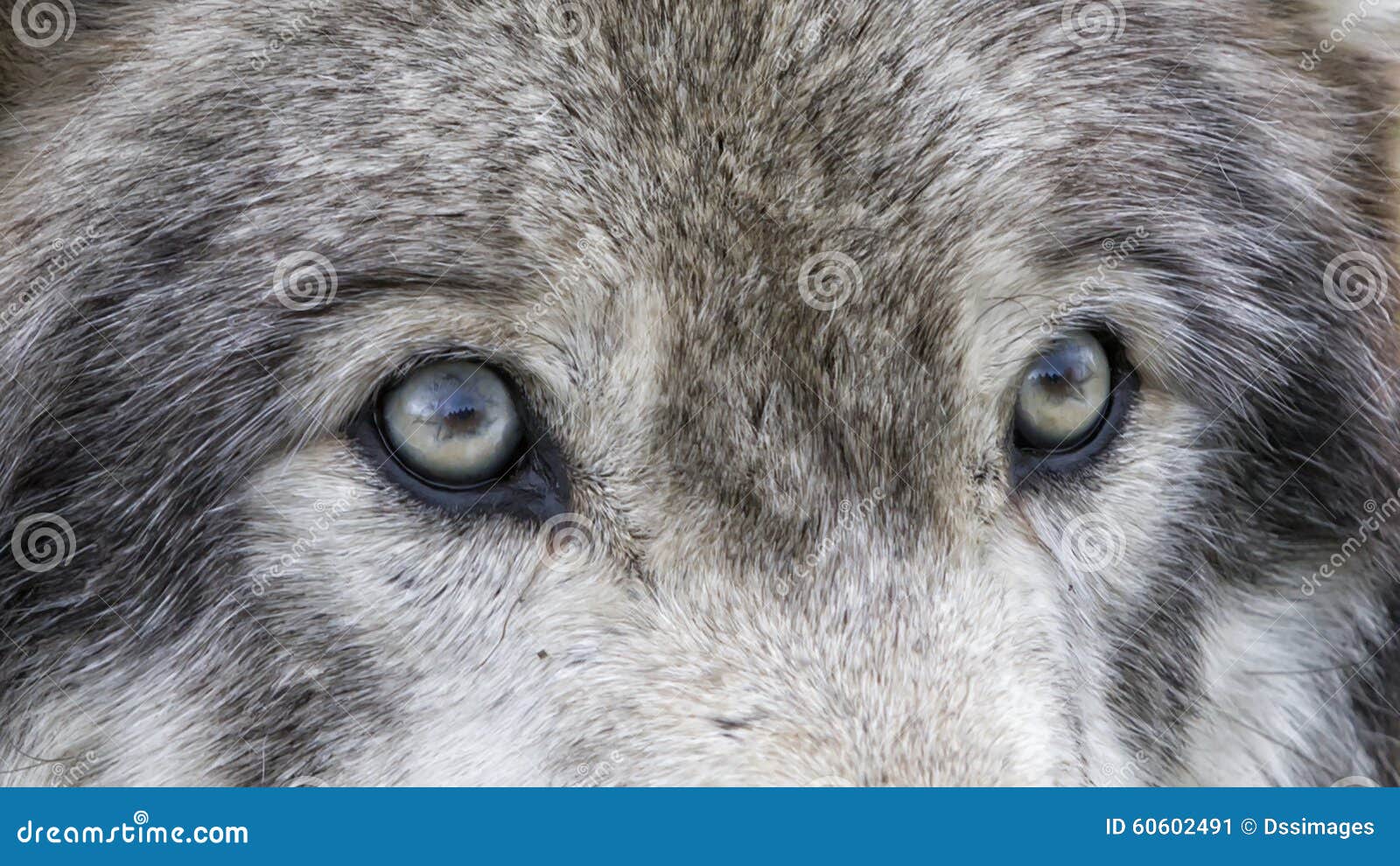 Wolf Eyes stock image. Image of wild, wolf, danger, eyes - 60602491