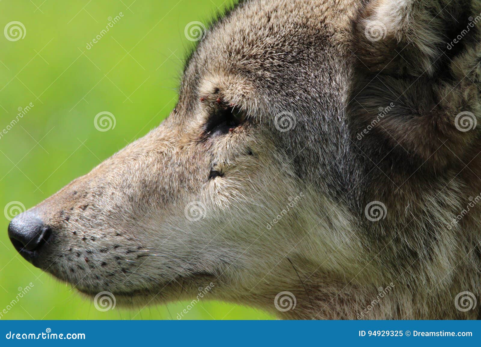 Wolf Face Side Profile