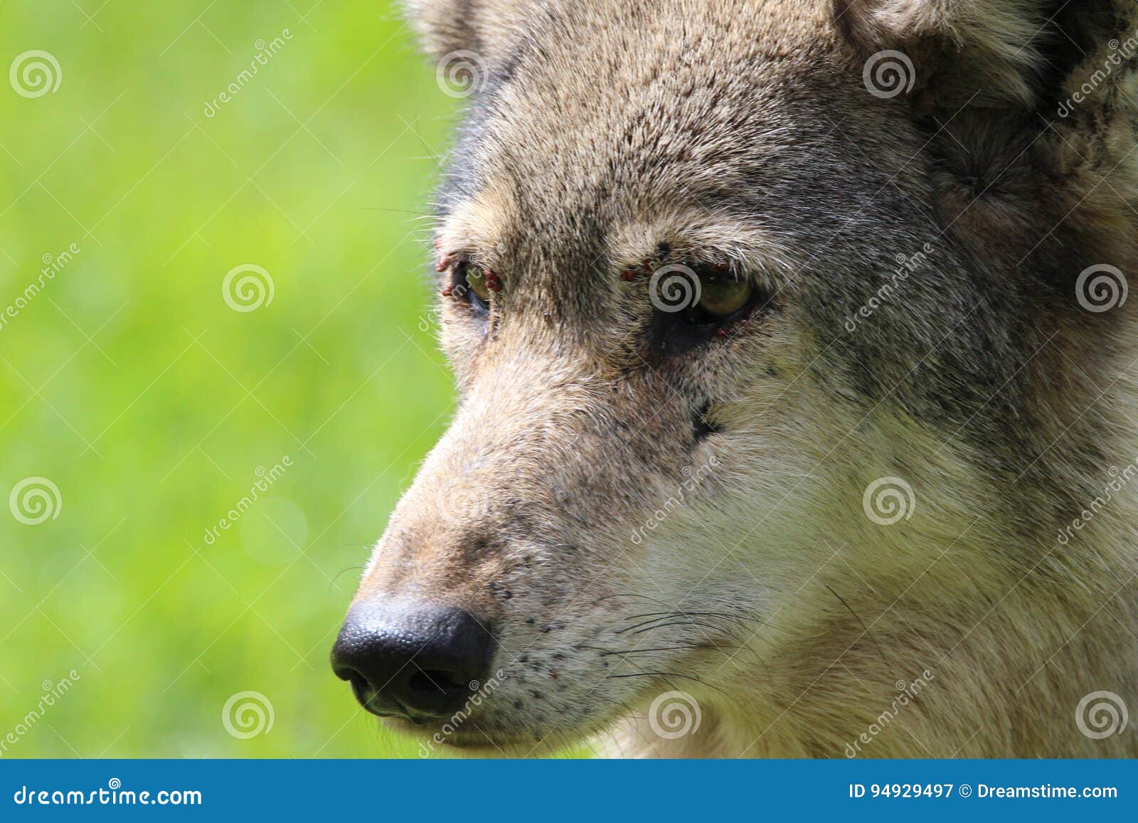 Wolf face stock image. Image of black, forest, centre - 94929497