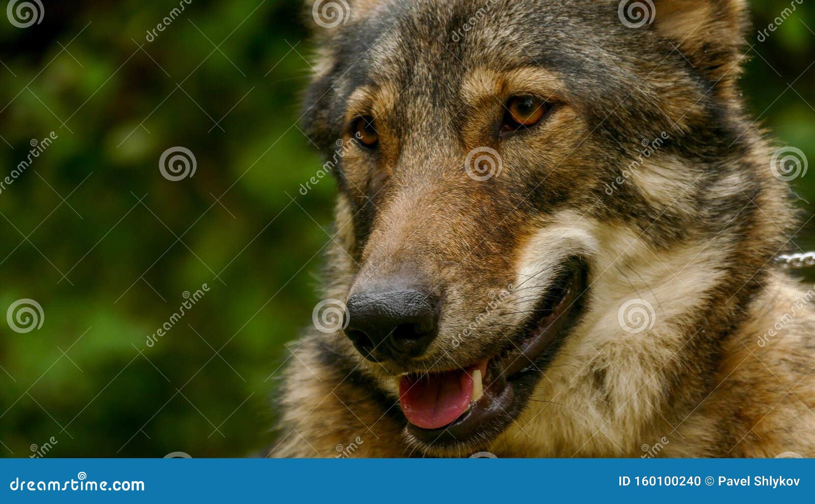 Wolf Face Close Up stock photo. Image of gray, summer - 160100240