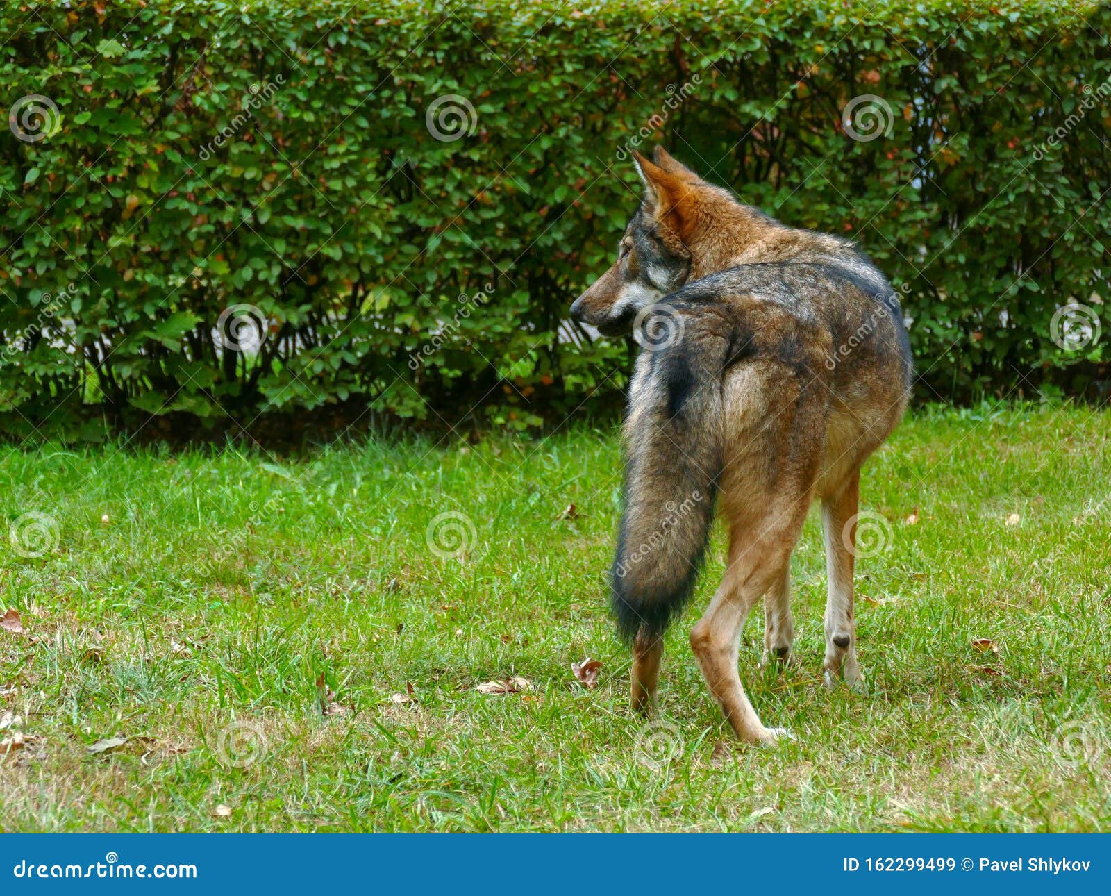 Wolf Face Close Up stock image. Image of closeup, color - 162299499