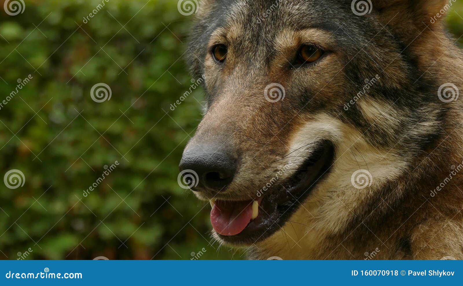 Wolf Face Close Up stock footage. Video of autumn, mammal - 160070918