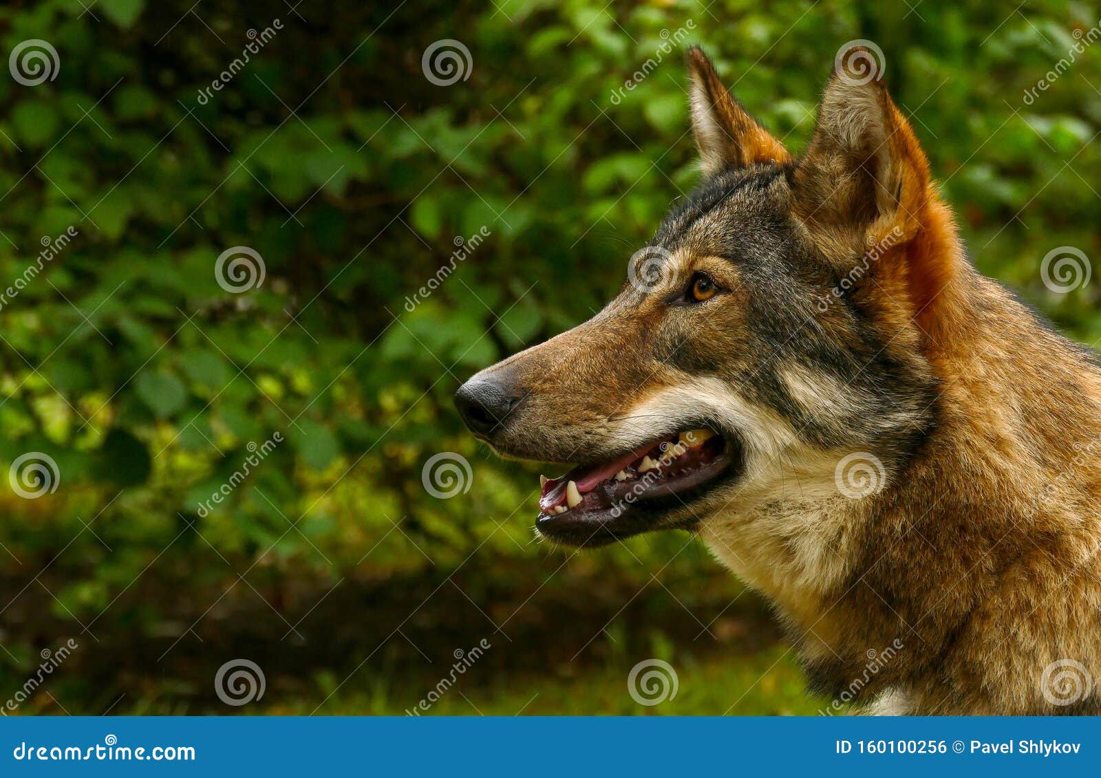 Wolf Face Close Up stock photo. Image of autumn, lupus - 160100256
