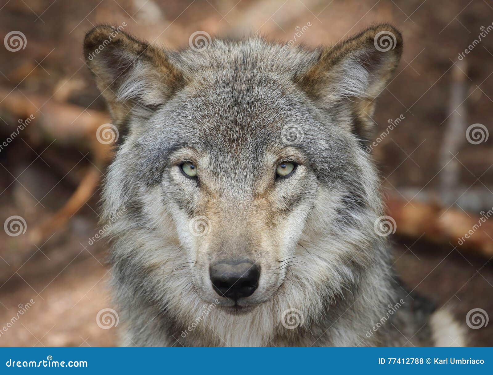Grey Wolf Face