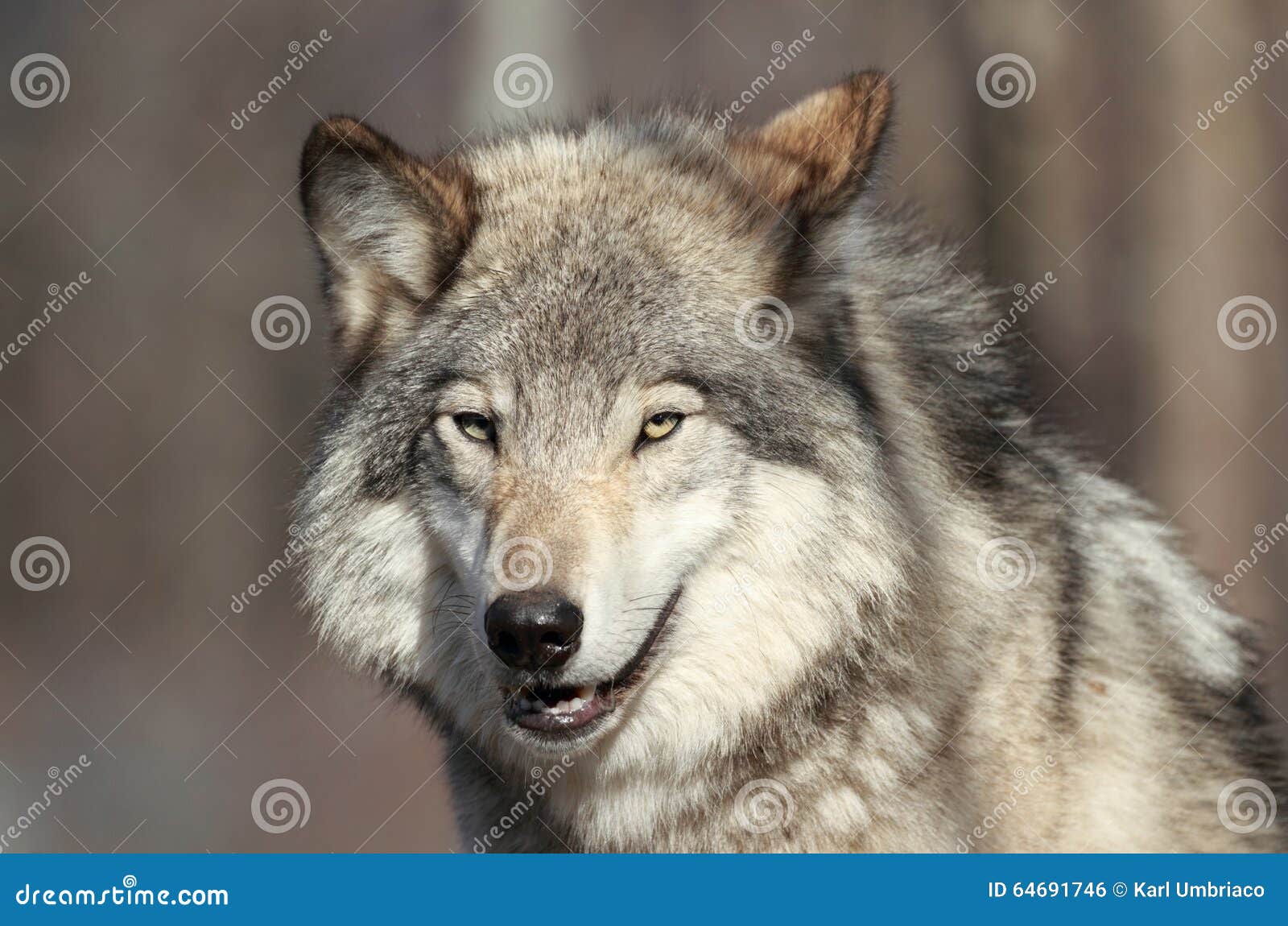 Wolf face stock photo. Image of wolf, nature, danger - 64691746