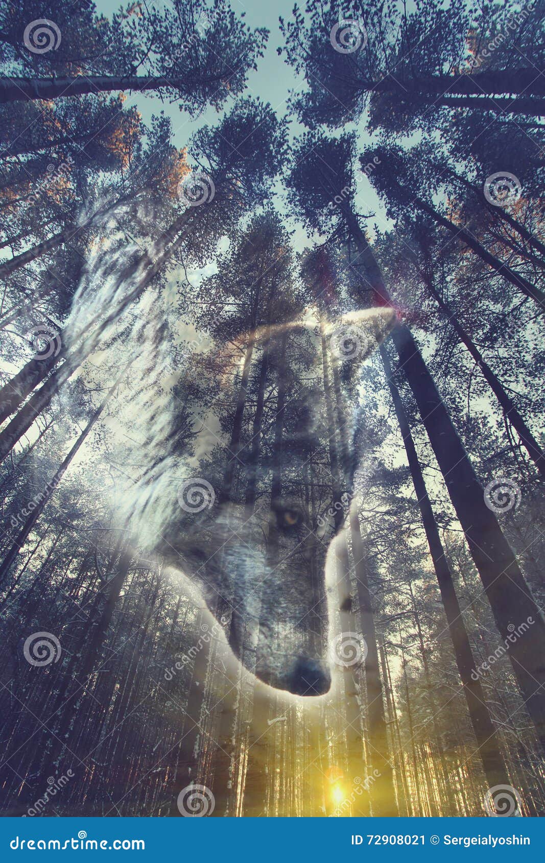 Wolf Face and Pine Forest Double Exposure Stock Image - Image of ...