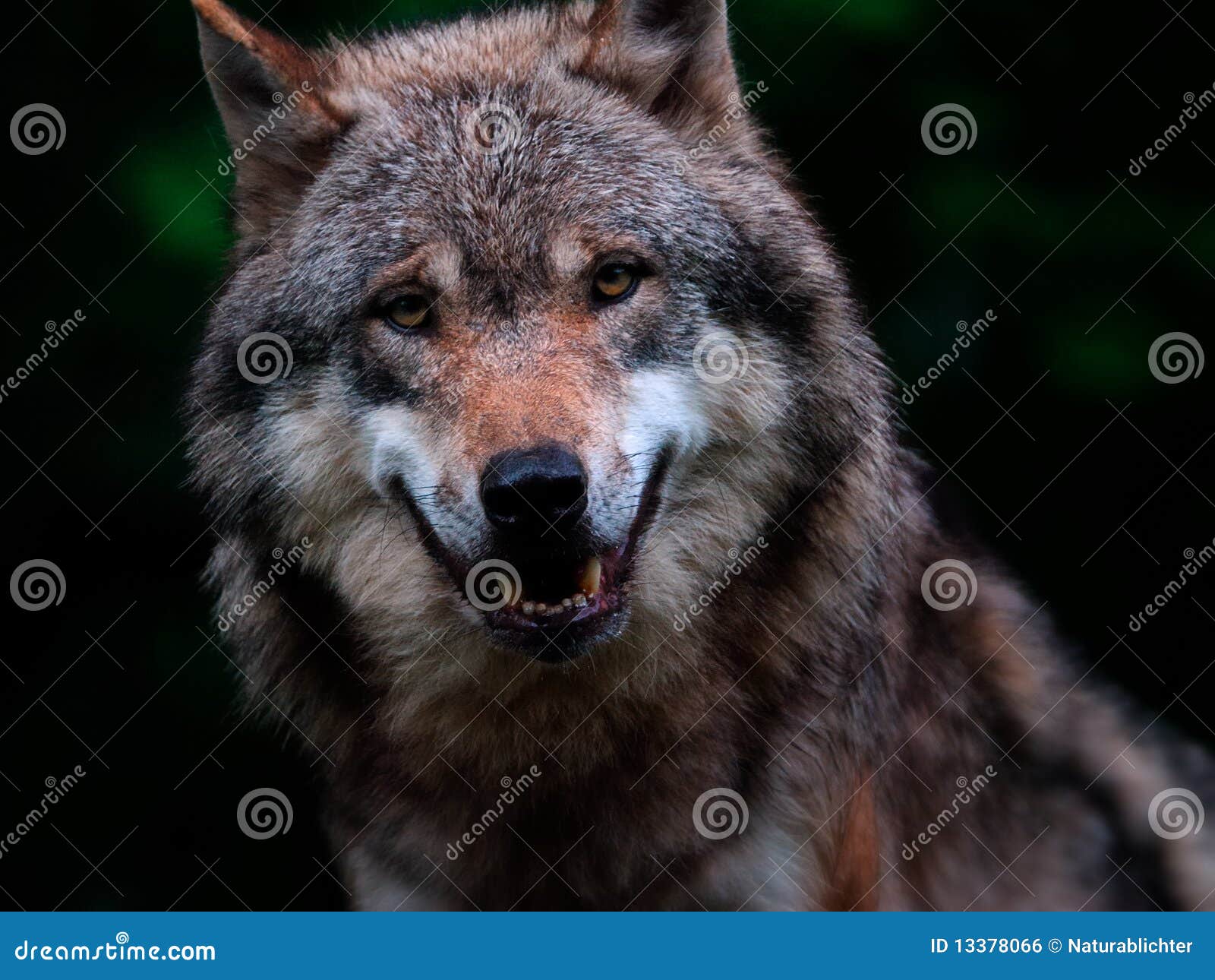Wolf face portrait stock photo. Image of closeup, panting - 13378066