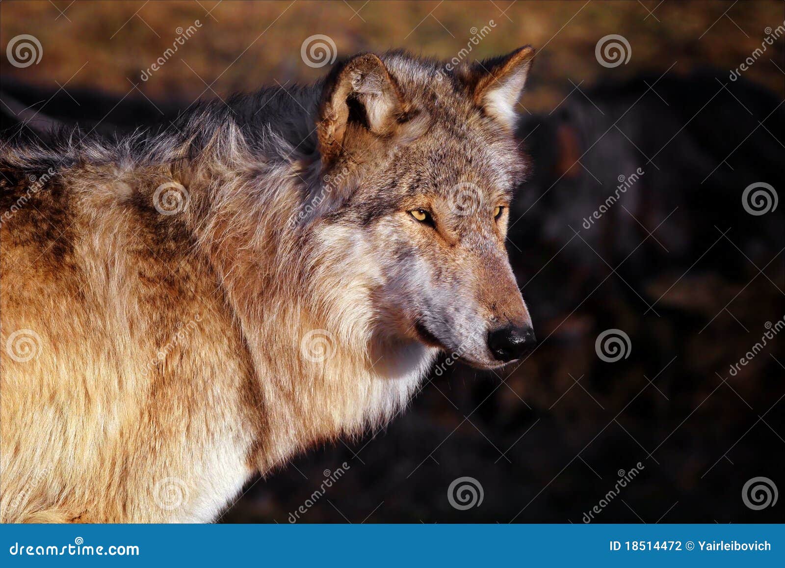 Wolf facing the wind stock photo. Image of wolf, candide - 18514472