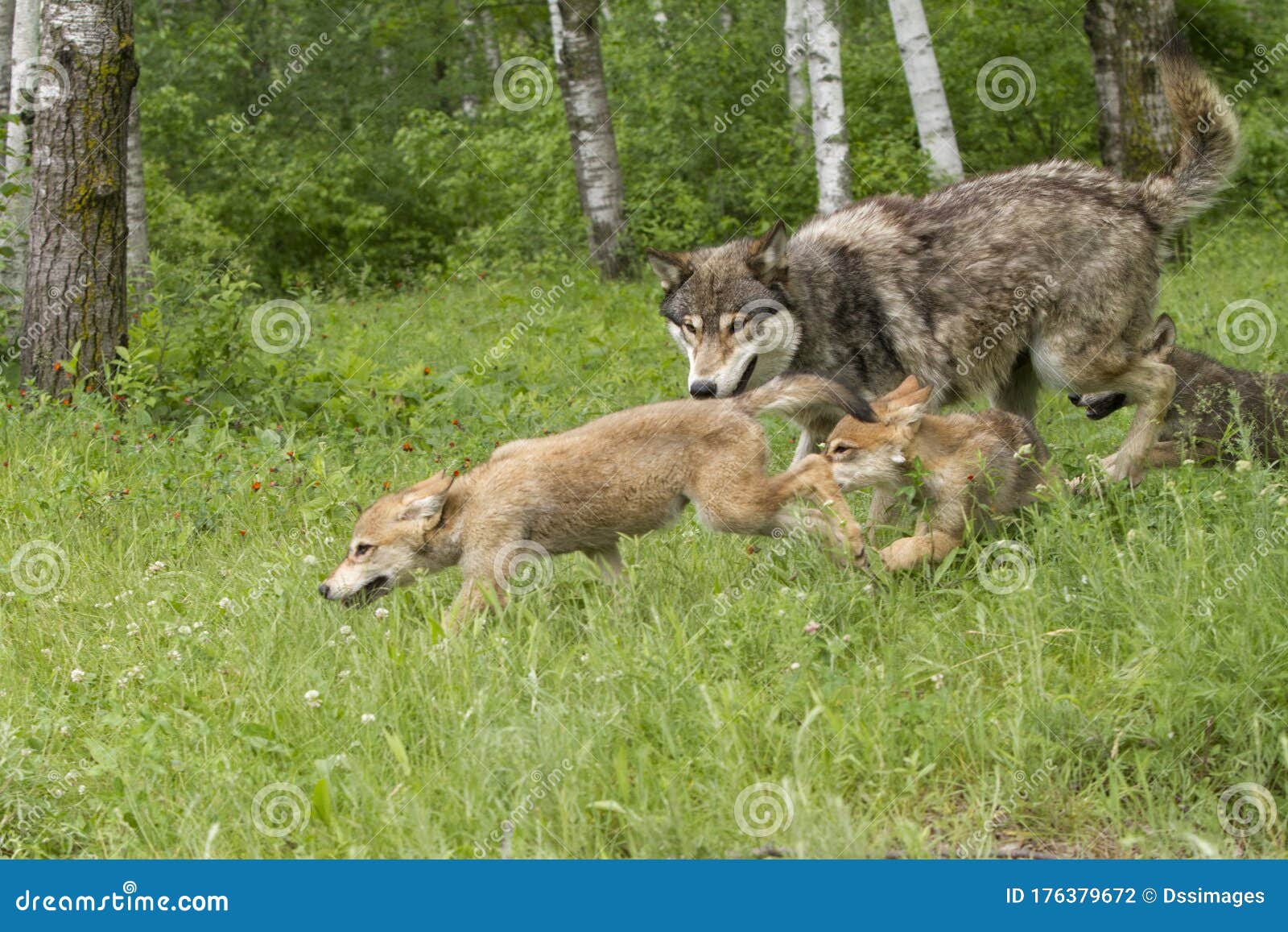 Wolf Family Exploring the Woods Stock Photo - Image of adorable ...