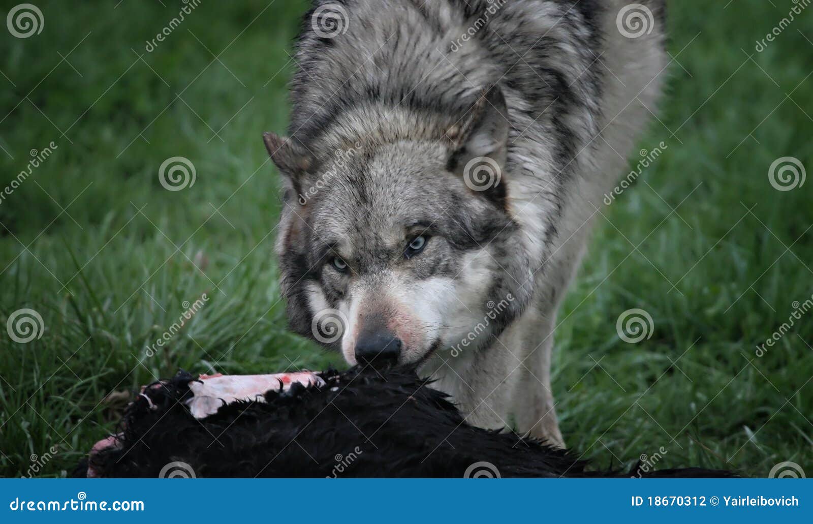 Wolf feeding stock photo. Image of grey, carnivore, candide - 18670312