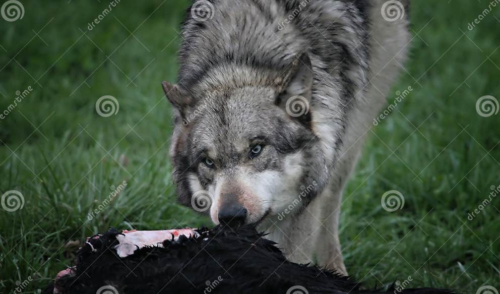 Wolf feeding stock photo. Image of grey, carnivore, candide - 18670312