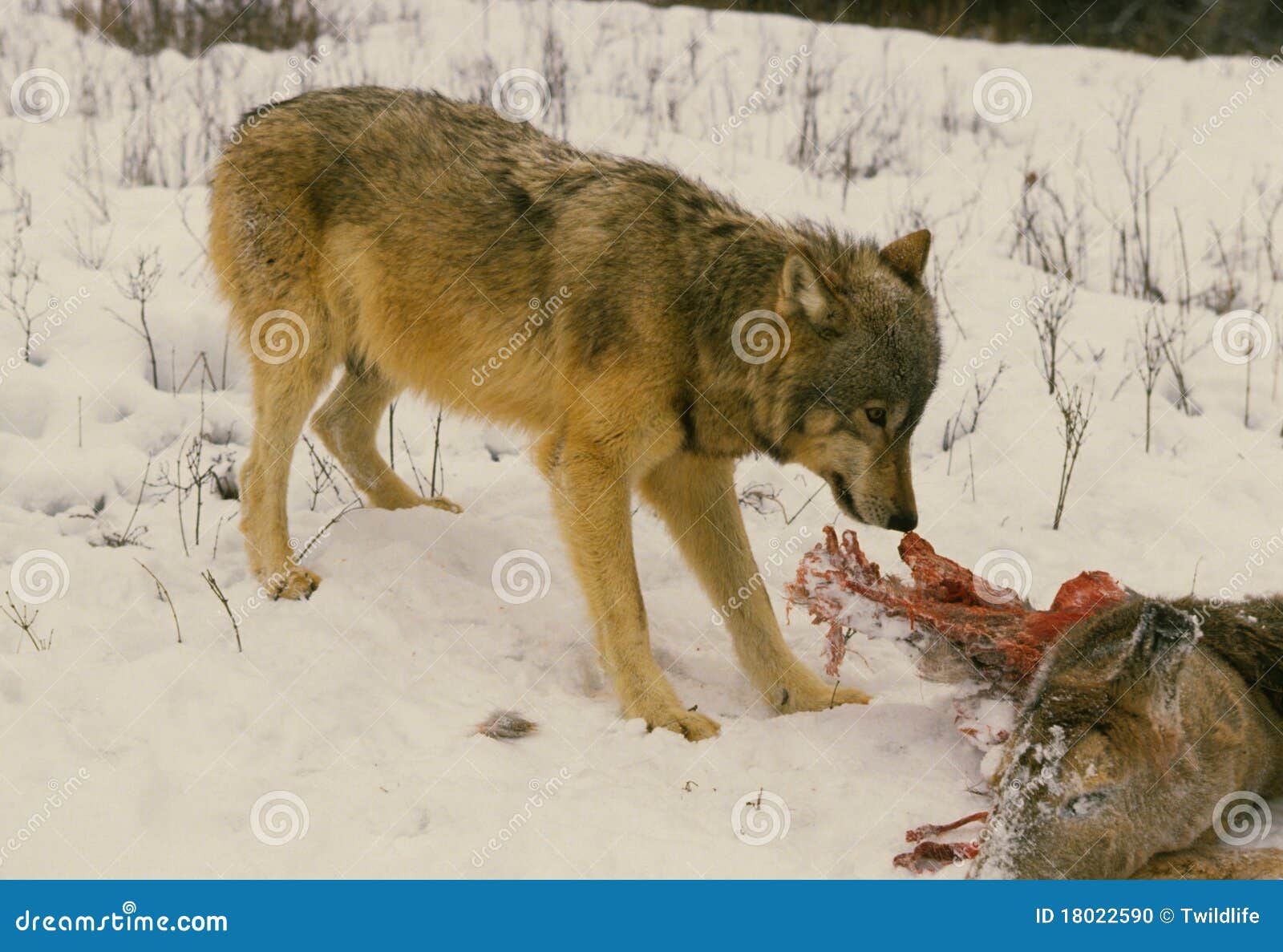 Wolf Feeding on Deer Carcass Stock Photo - Image of hunter, feeding ...