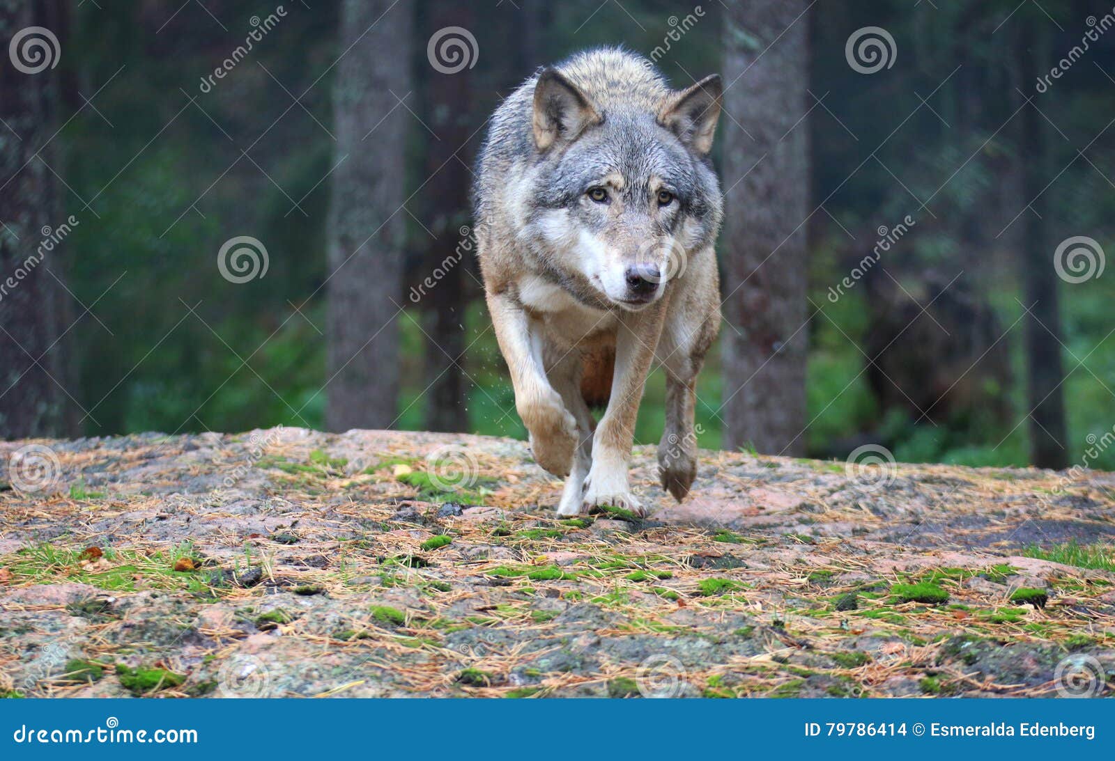 Wolf stock photo. Image of carnivores, happy, north, canidae - 79786414