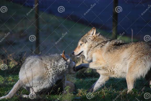 Wolf fight stock photo. Image of teeth, timber, pack - 10999162