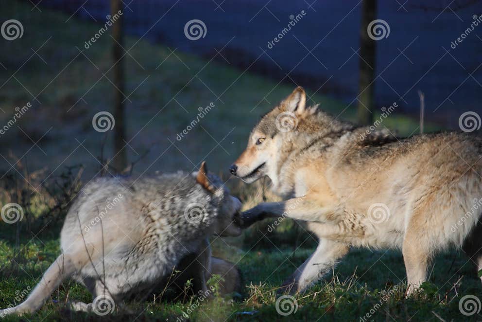 Wolf fight stock photo. Image of teeth, timber, pack - 10999162