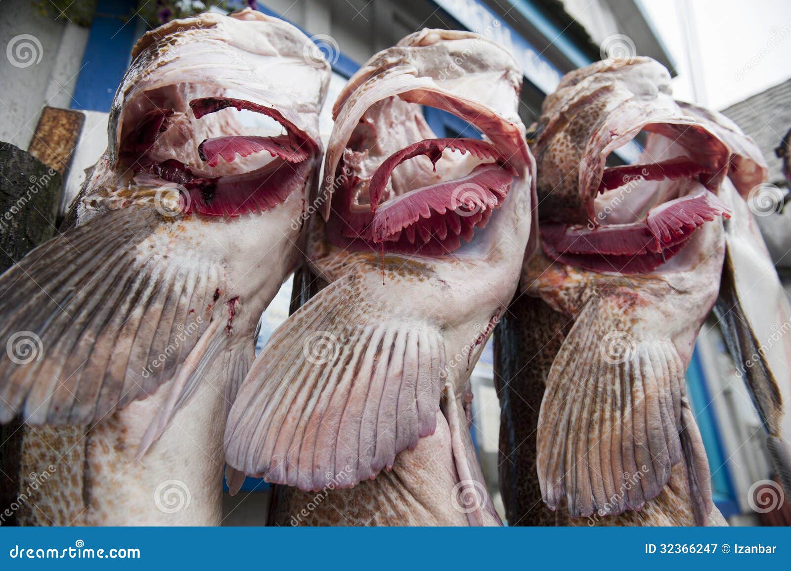 Wolf fish catch of the day stock image. Image of blenny - 32366247