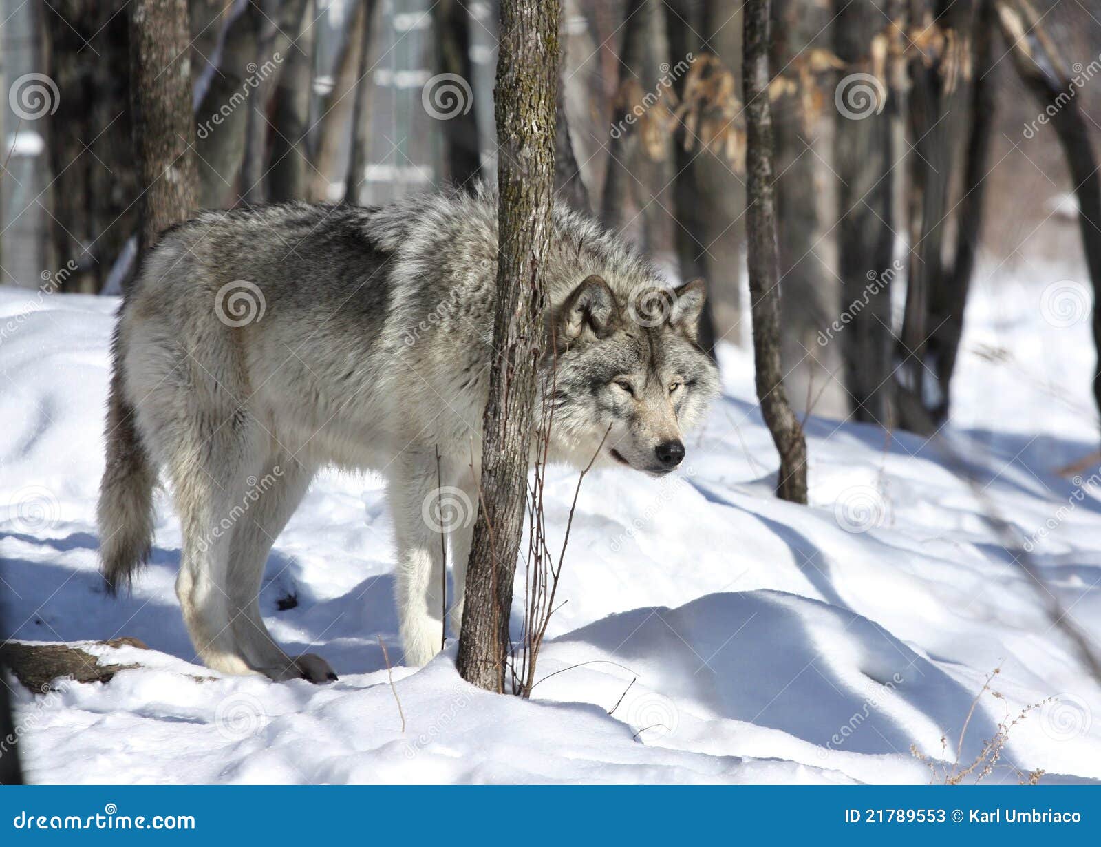 Wolf in forest stock image. Image of forest, winter, nature - 21789553