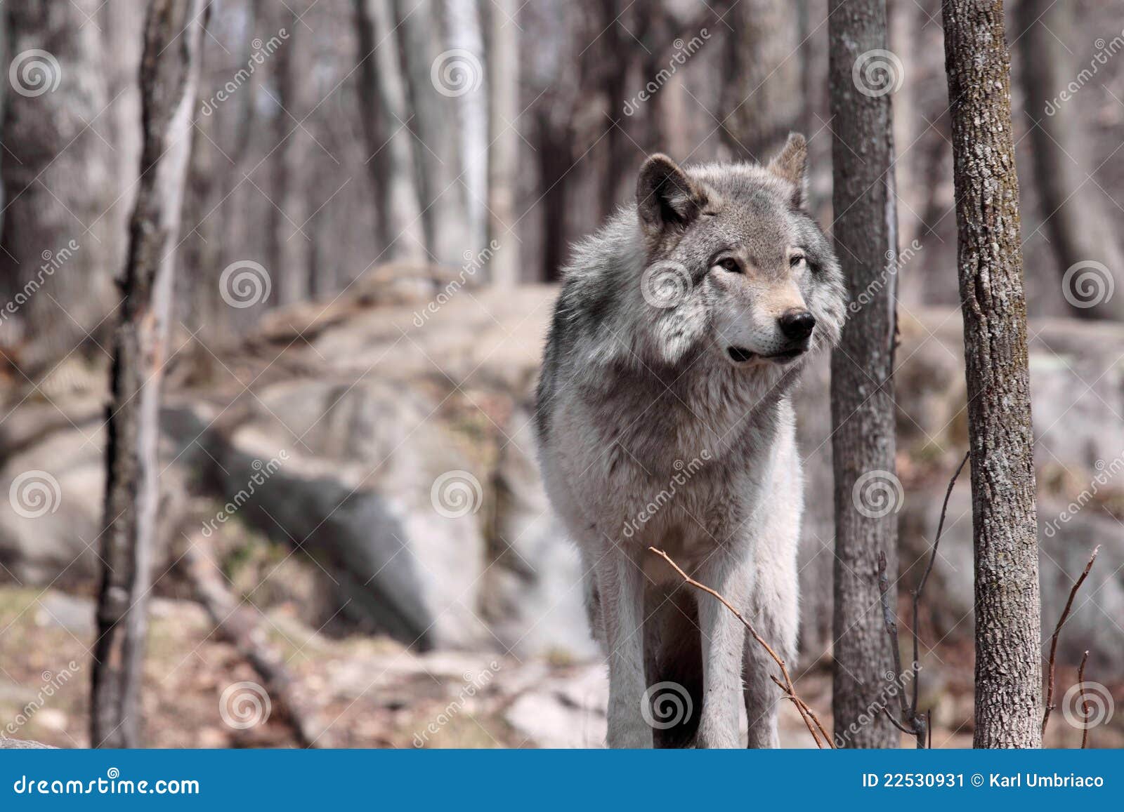 Wolf In Forest Stock Image - Image: 22530931