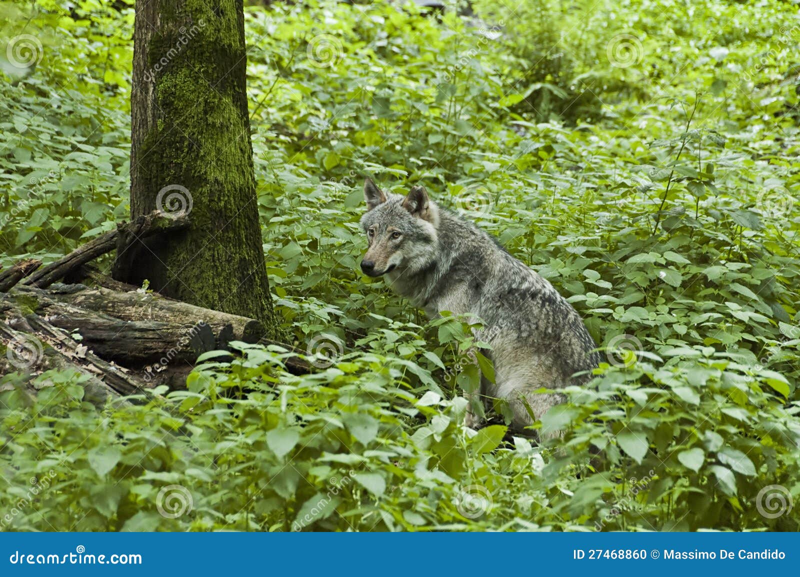 Wolf in the forest stock photo. Image of canis, forest - 27468860