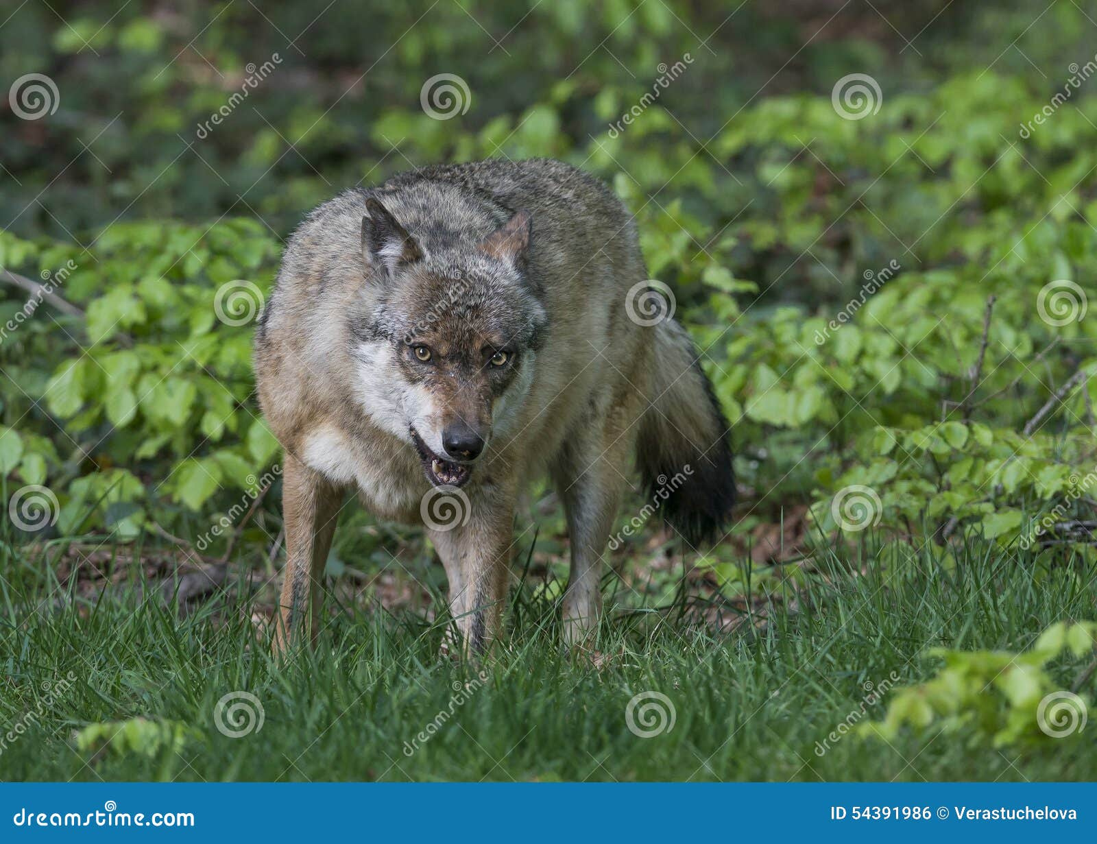 Wolf in a forest stock photo. Image of head, park, canine - 54391986