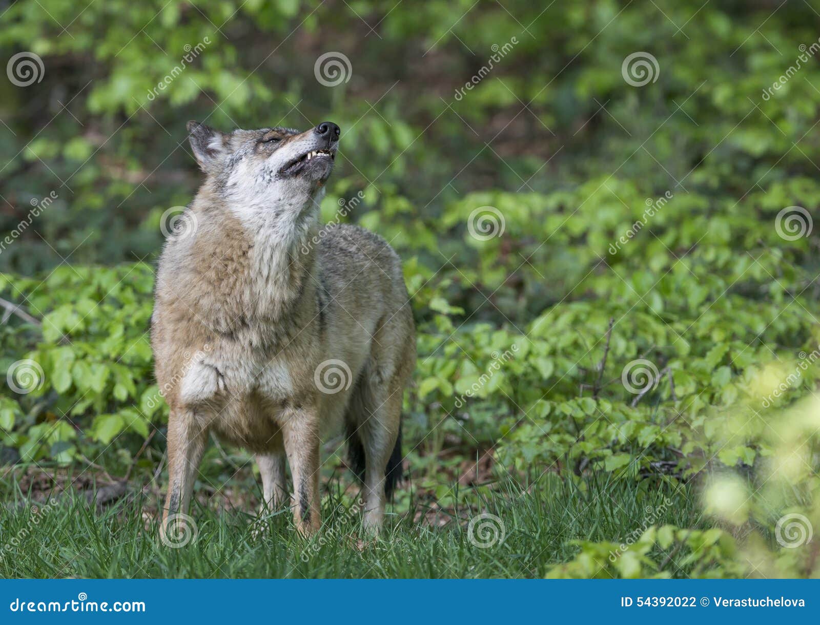 Wolf in a forest stock photo. Image of carnivore, brown - 54392022
