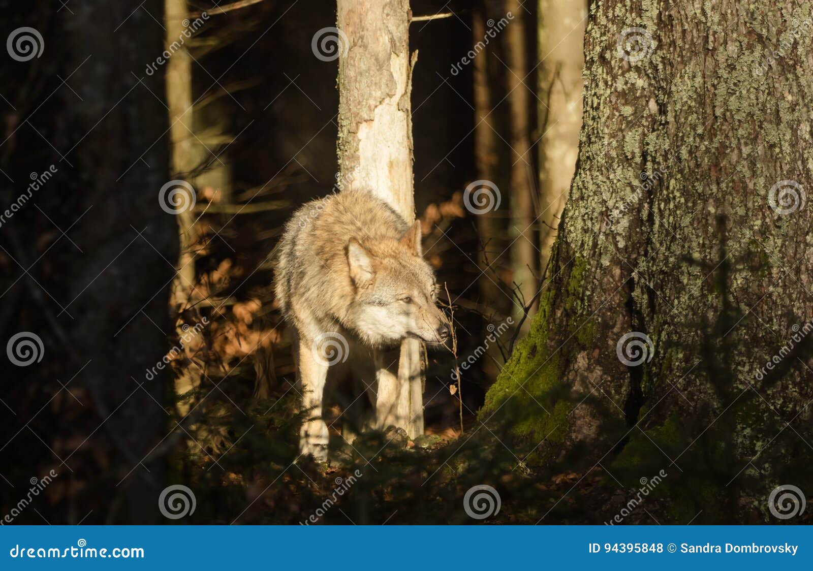 Wolf in the Forest, Animal Photography Stock Photo - Image of outdoors ...