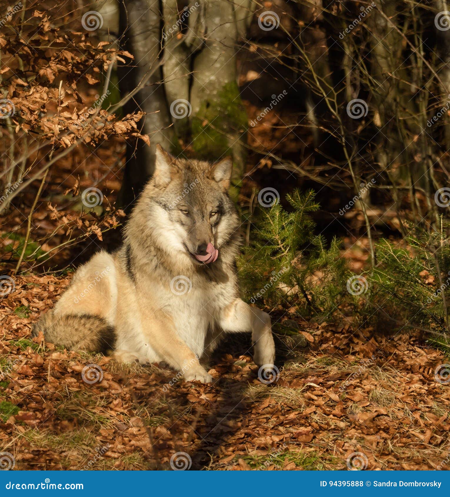 Wolf in the Forest, Animal Photography Stock Photo - Image of color ...